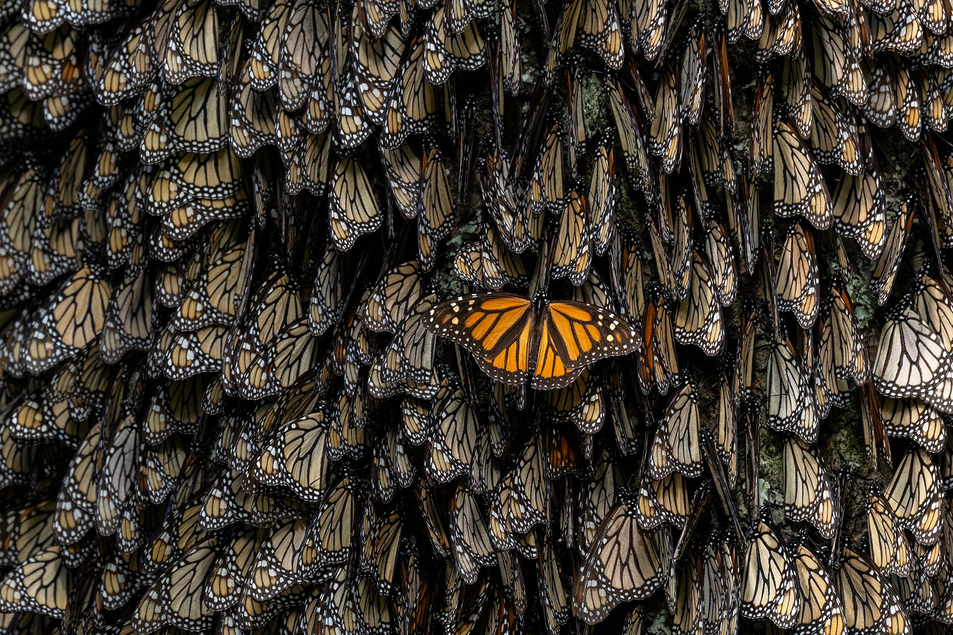 Saving the Monarchs – Vital Impacts
